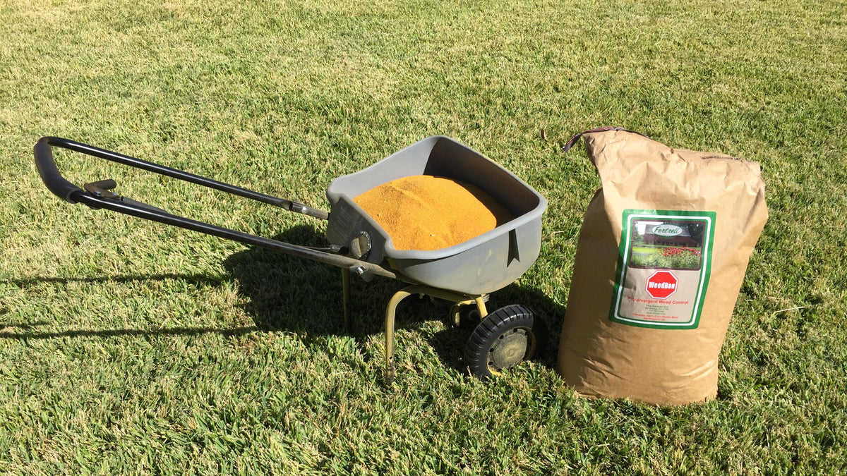 Fall Fertilizer: A great lawn next year starts now – Easy Organic